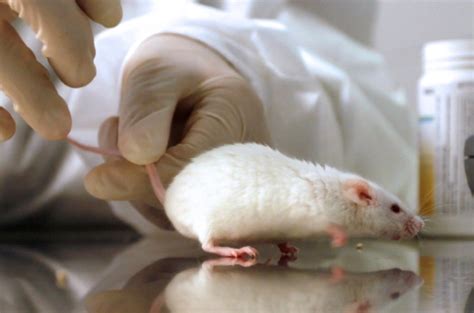 Rnaseqmetadb A Database And Web Server For Navigating Metadata Of Publicly Available Mouse Rna