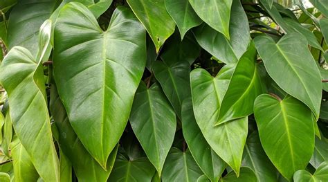 Different Types Of Philodendron Plants 27 Philodendron Varieties Rare
