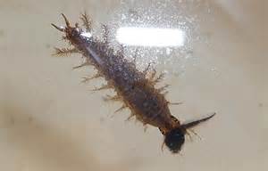 Aquatic Insect Larvae