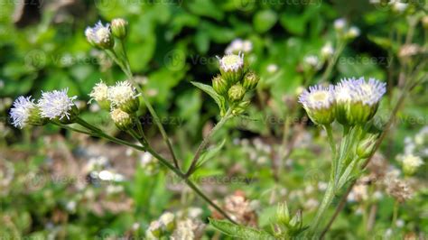 Ageratum Conyzoides Seed