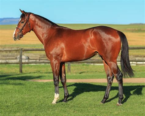 Aphelele Hollywood Racing