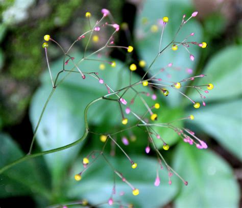Talinum Paniculatum Introduced Eflora Of India
