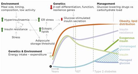 Endogenous Insulin Its Role In The Initiation Progression And