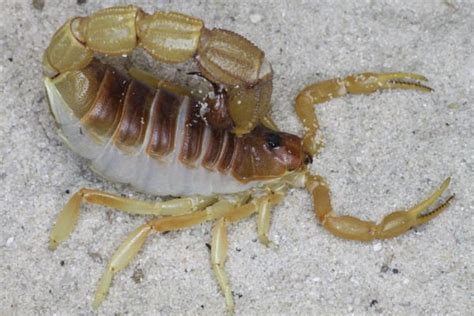 Parabuthus Mossambicensis Mmozambique Thicktail Scorpion — Arachnid