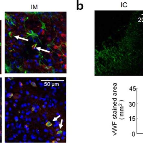 Immunological Staining Of Rat Brains To Evaluate Differentiation Of Download Scientific Diagram