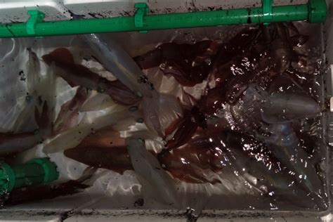 Znate Li Kako Lignja Napada Svoj Plijen Novi List