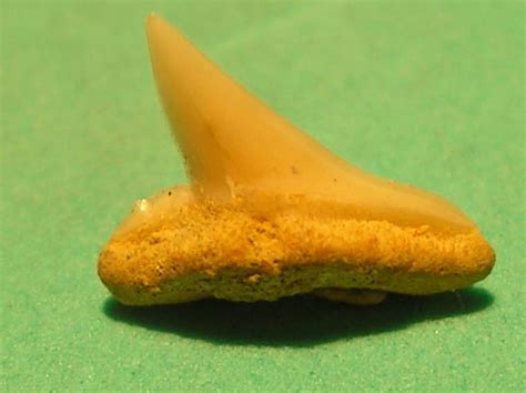 Scoliodon Taxandriae 4 Member Collections The Fossil Forum