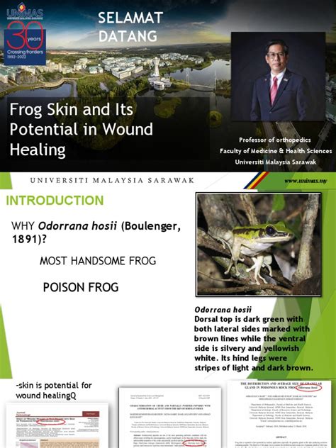 Frog Skin And Its Potential In Wound Healing Sbc 291222 Pdf Skin