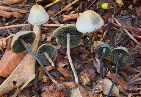 Panaeolus Cinctulus