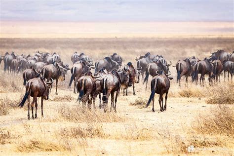 Africa Wildlife Malawi Is A Rising Star In African Wildlife Thanks To