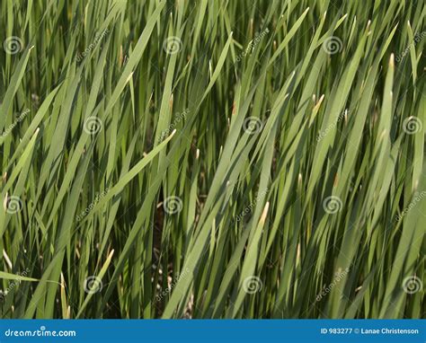 Tall Grass Texture
