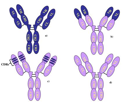 Antibodies In Clinical Development And Their Nomenclature Genetic