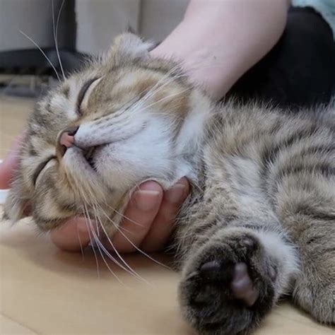 Kittisaurus On Tumblr