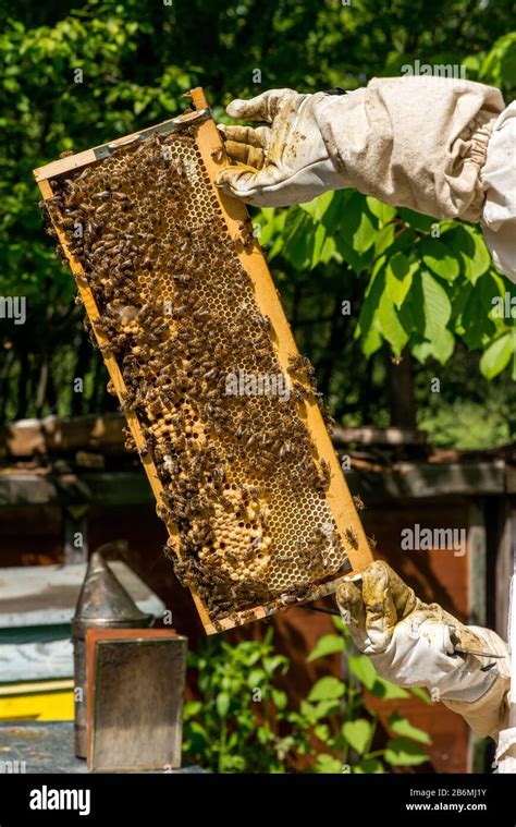 Beekeeper Working On His Beehives In The Garden Copy Space Stock