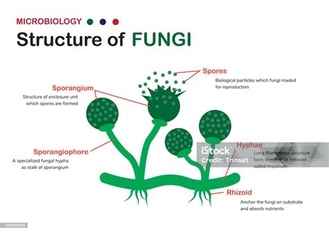 Fungi Structure Diagram Fungal Cell Structure Stock Illustrations