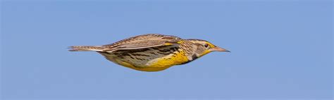 Meet The Western Meadowlark — Sacramento Audubon Society