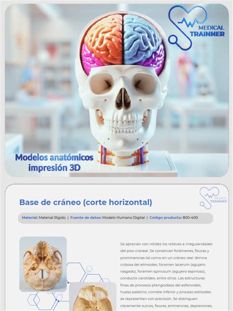 Modelos Anatómicos Rígidos Para Educación Pdf Cráneo Cerebro