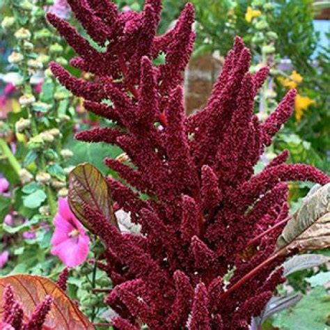 Amaranthus Hypochondriacus Amaranthus ‘pygmy Torch Seeds X150 Ole Lantana Seed Store