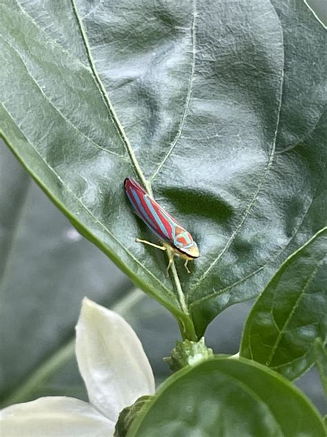 Candy Striped Leafhopper Rinsects