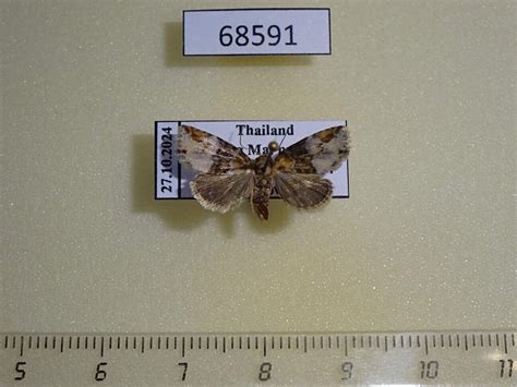 Noctuidae Nolinae Sp Thailand Fareastinsects