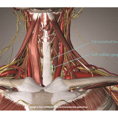 Relationship Of The Stellate Ganglion To The Longus Colli The Stellate