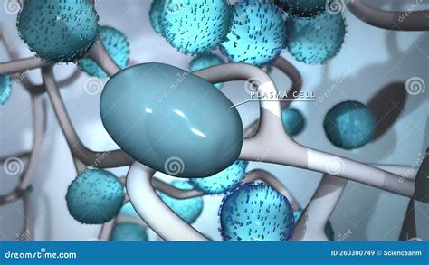 Secretion Of Plasma Cells In The Lymph Node Stock Illustration