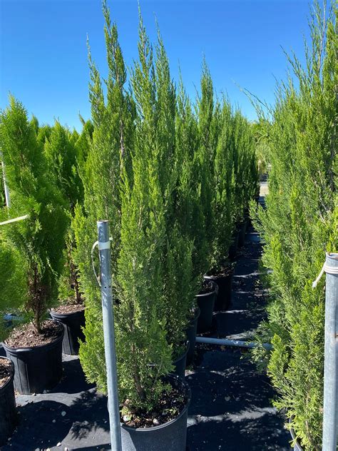 Cedar Tree Identification Guide Florida Basic Tree Tree