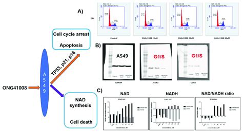 Ong41008 Mediated Cell Cycle Arrest And Induction Of Nadnadh And Ros