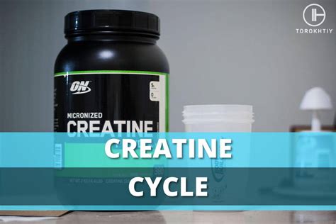 Creatine Cycle Is It Necessary For Optimal Results Torokhtiy