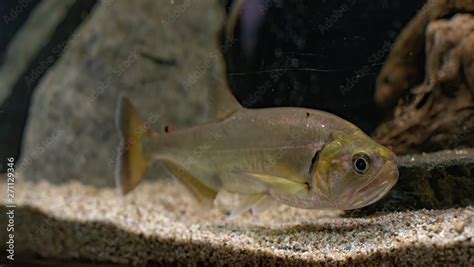 Vampire Tetra