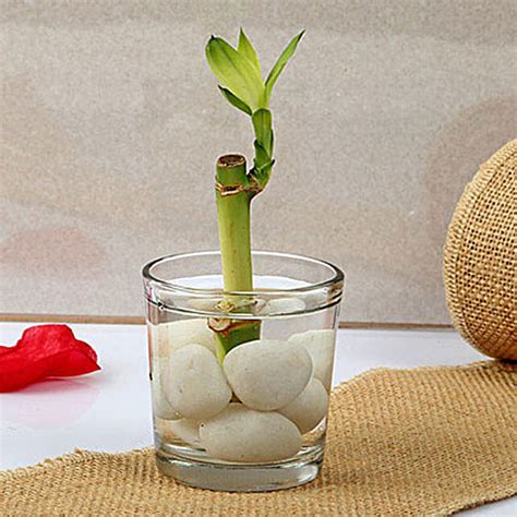 Lucky Bamboo Know The Meaning Behind Its Number Of Stalks