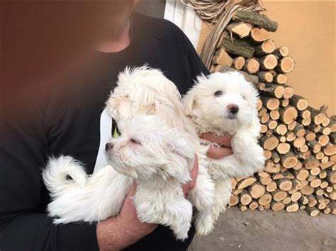 Prodaja Pasa I Psi Na Poklon Maltezer Halo Oglasi