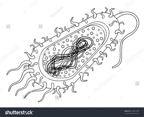 Bacteria Cell Diagram Blank