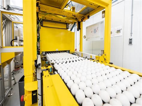 Automated Gender Selection Technology Could Transform The Egg Industry