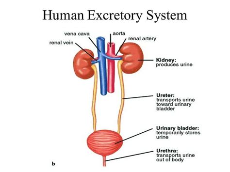 Chapter 23 Worksheet The Excretory System