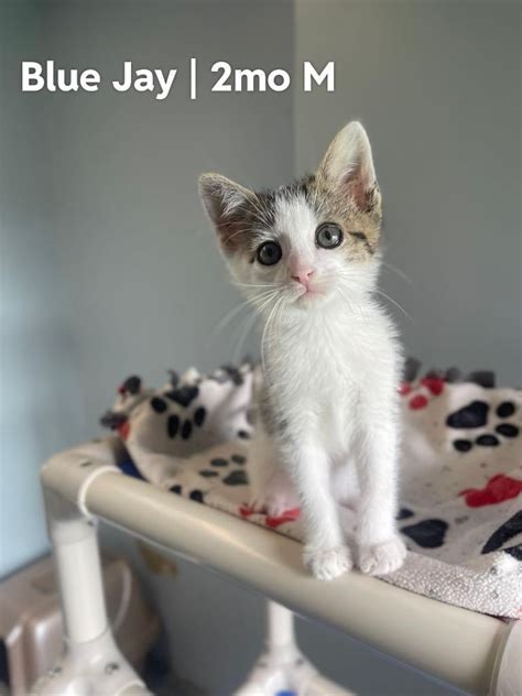 Kitten Appocalypse Rcats