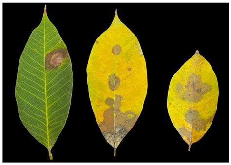 Leaf Blight Rubber Tree