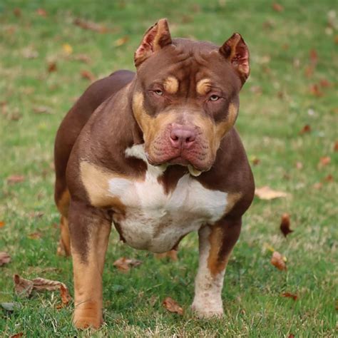 Xl American Bully Females Gatorhead Bullies®