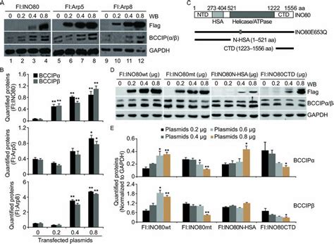 Chromatin Remodeling Activity Of The Ino80 Yy1 Complex Might Be