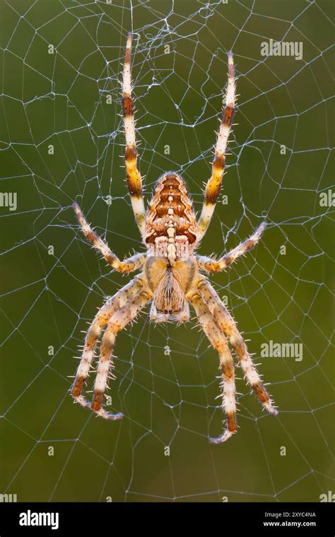 Macro Photo Of A Araneus Diadematus Also Commonly Known As A European