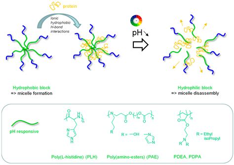 Copolymer Micelles A Focus On Recent Advances For Stimulus Responsive Delivery Of Proteins And