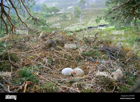 Golden Eagle Aquila Chrysaetos Two Eggs Nest In Pine Tree In