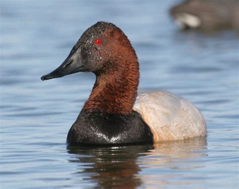 Exploring Duck Migration