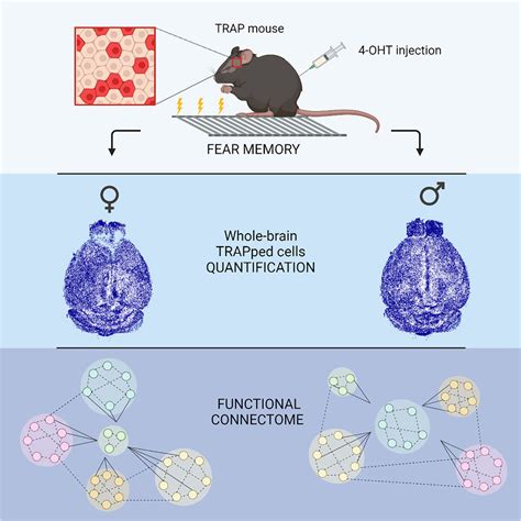 Brain Wide Neuron Quantification Toolkit Reveals Strong Sexual Dimorphism In The Evolution Of