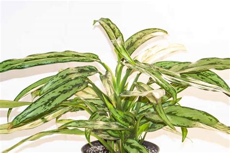 Aglaonema Cutlass Chinese Evergreen All You Need To Know