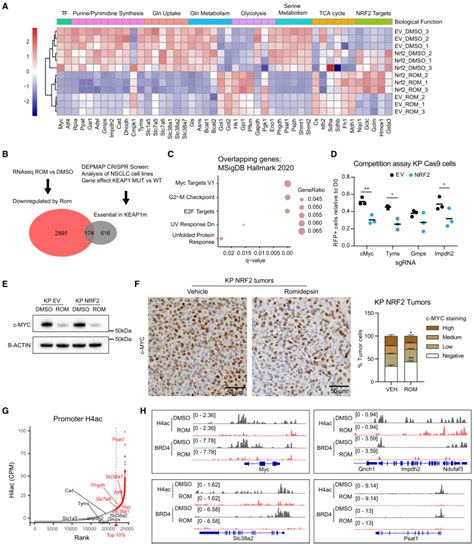 Metabolic Reprogramming By Histone Deacetylase Inhibition
