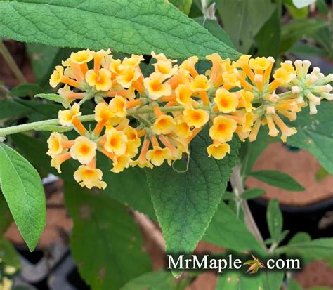 Buy Buddleia X Weyeriana Honeycomb Yellow Butterflybush — Mr Maple