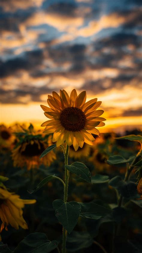 [700 ] Aesthetic Sunflower Backgrounds