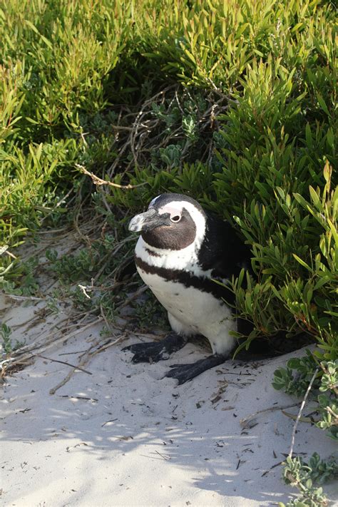 Eponersouthafrica Photos Download The Best Free Eponersouthafrica