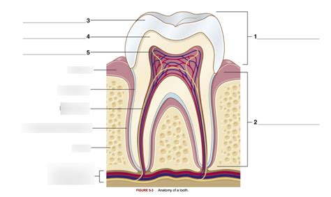5 3 Anatomy Of A Tooth Diagram Quizlet